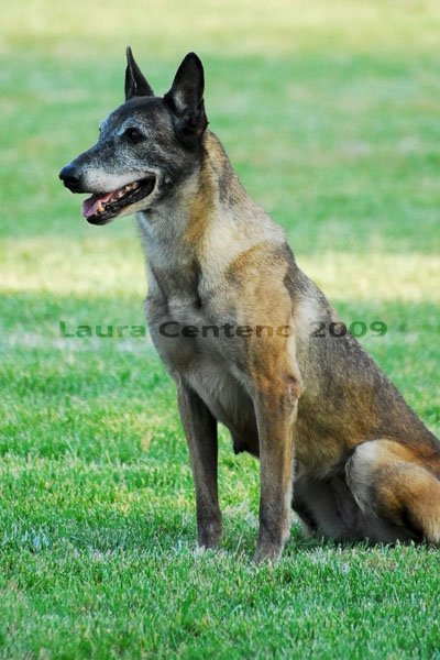 Apache Club Achievements